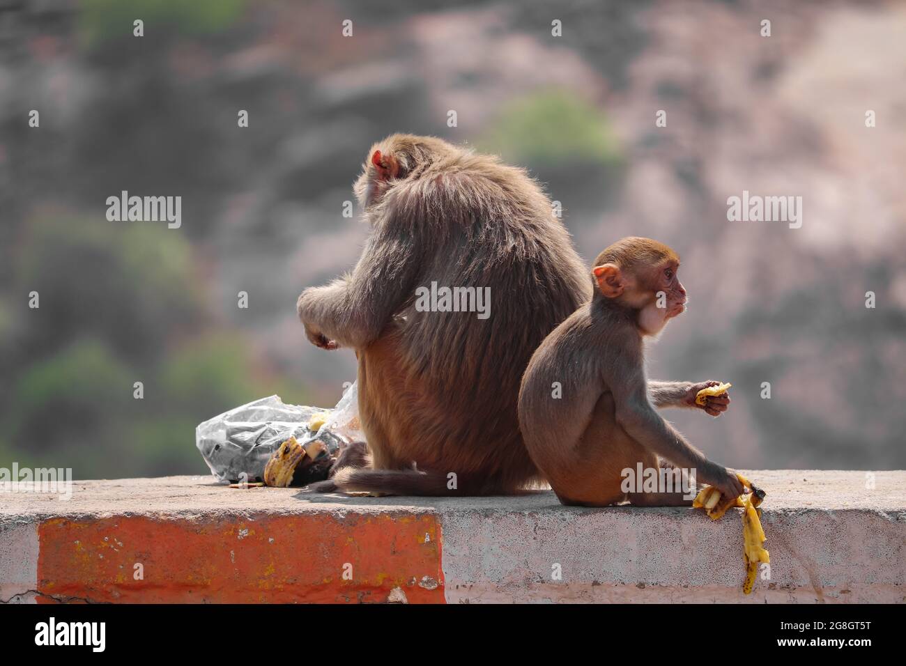 Closeup view of a tiny monkey standing on the stone and digging up on ...