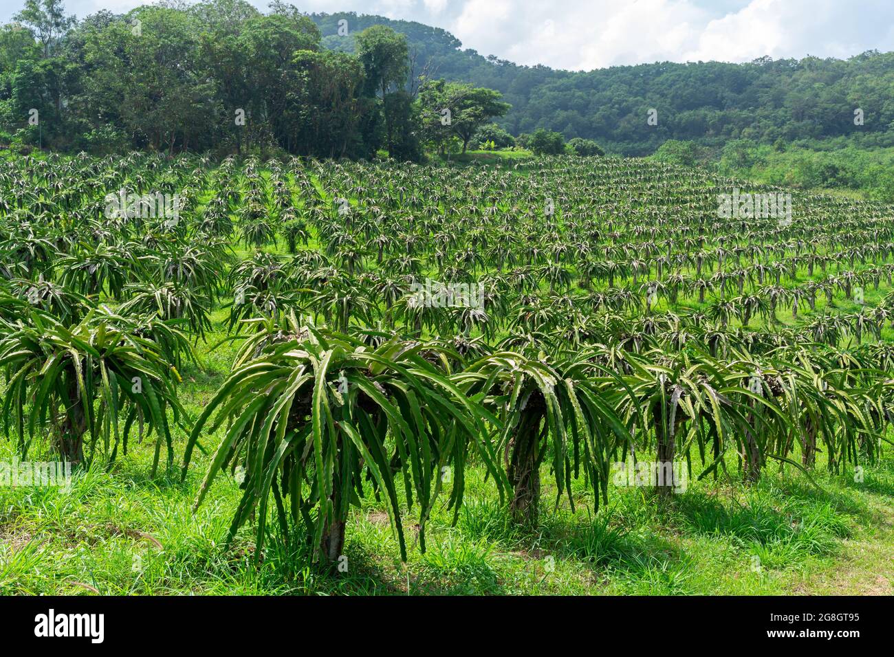 kenny dragon fruit tree farm at Thailand country landscape Stock Photo ...