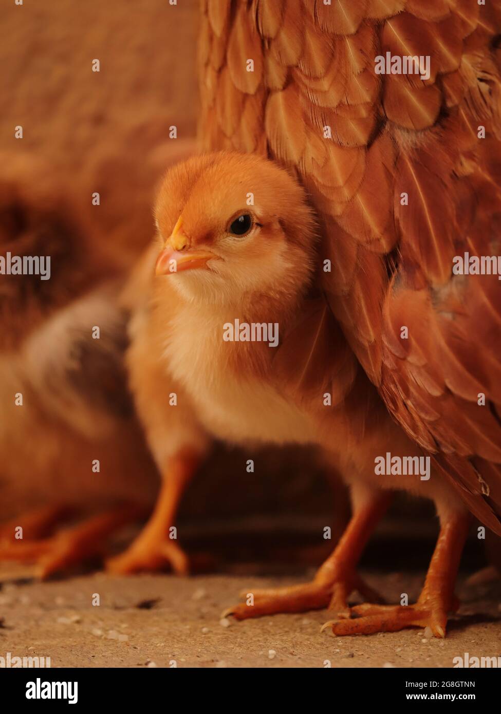 Cute view of tiny yellow baby Chickens at home Stock Photo - Alamy