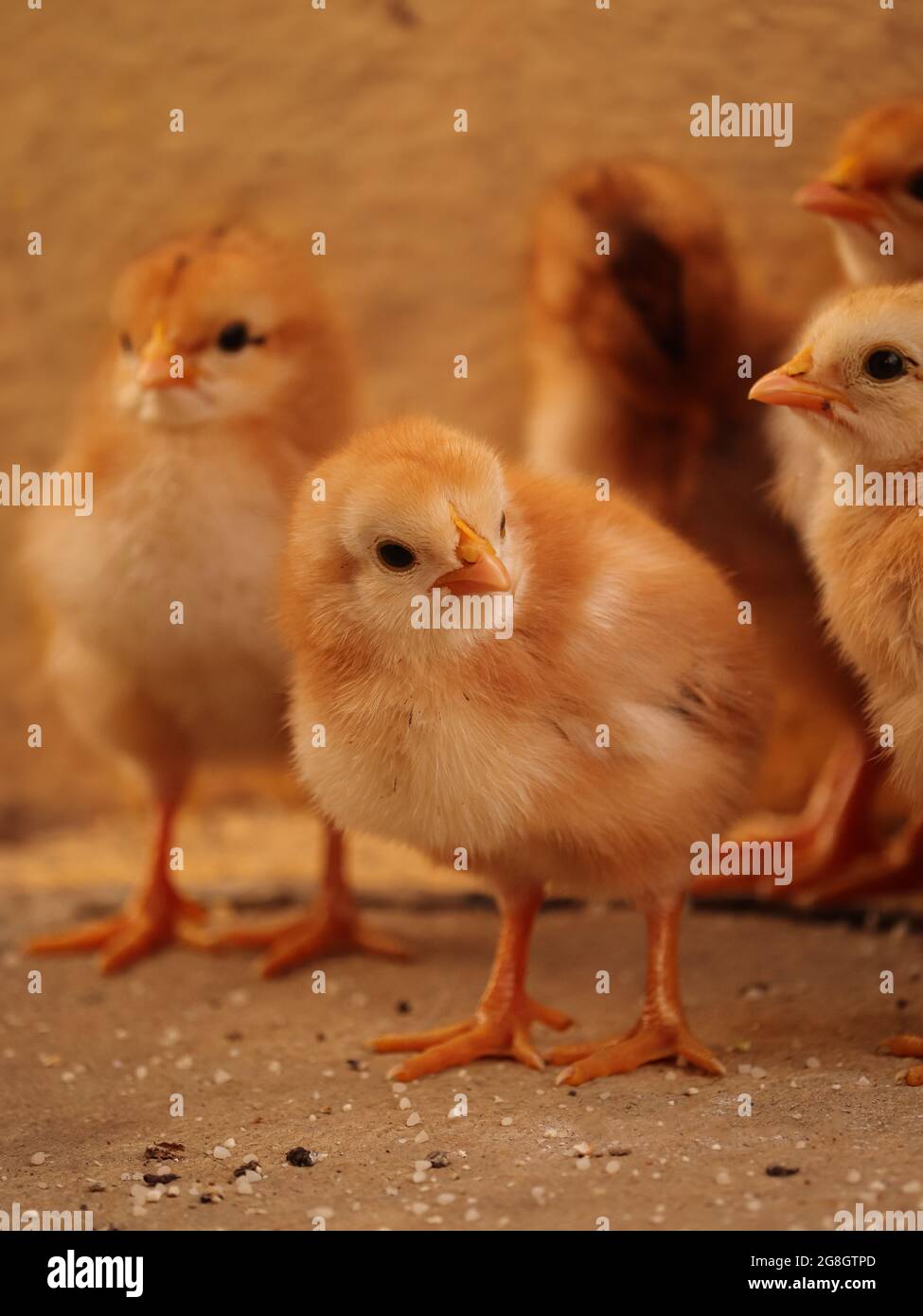Cute view of tiny yellow baby Chickens at home Stock Photo - Alamy