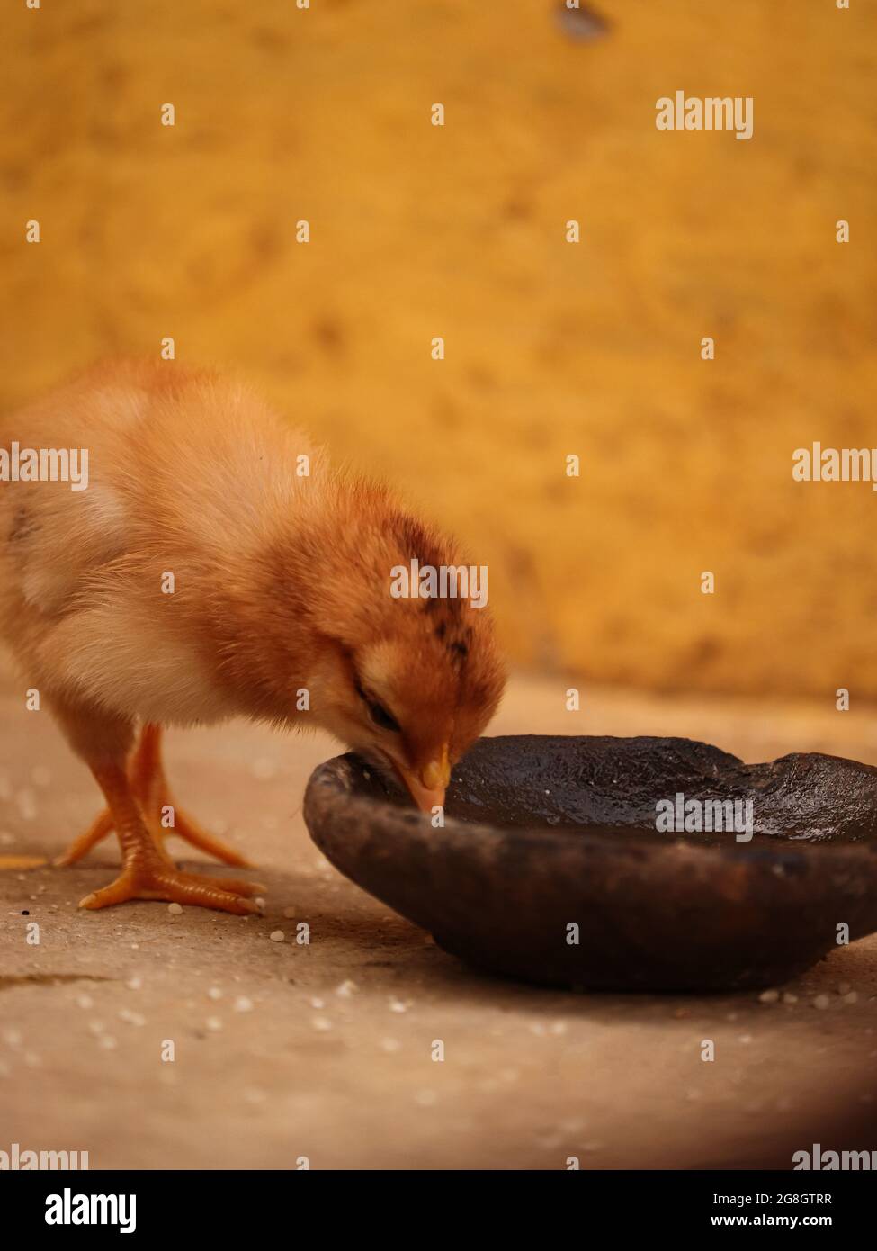 Cute view of tiny yellow baby Chickens at home Stock Photo - Alamy