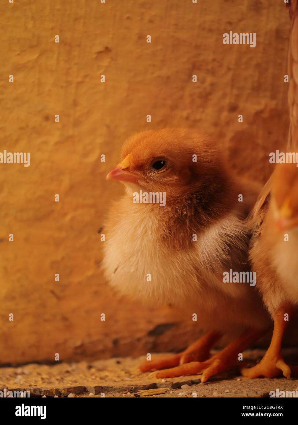 Cute view of tiny yellow baby Chickens at home Stock Photo - Alamy