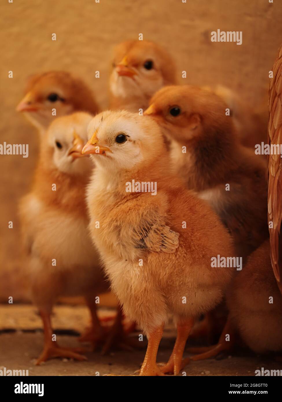 Very Tiny Baby Chicken