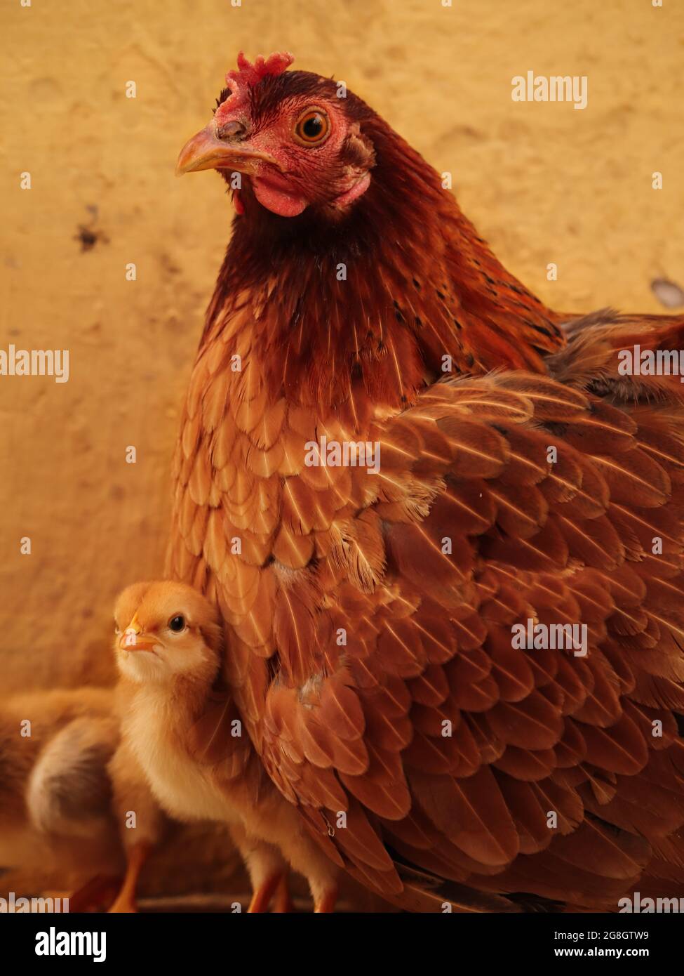 Cute view of tiny yellow baby Chickens at home Stock Photo - Alamy
