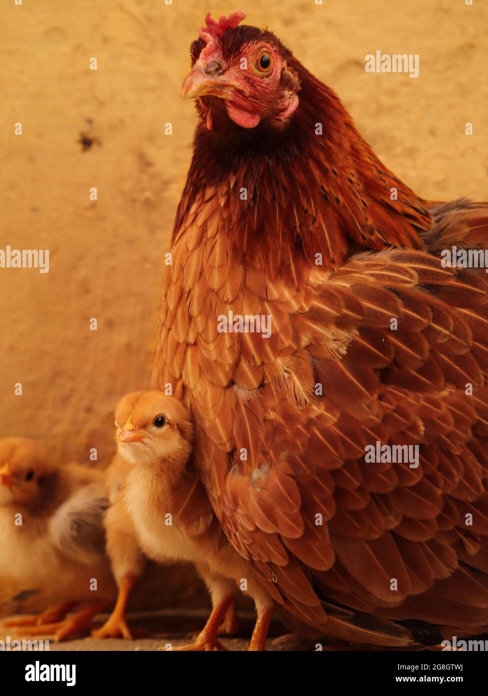 Cute view of tiny yellow baby Chickens at home Stock Photo - Alamy