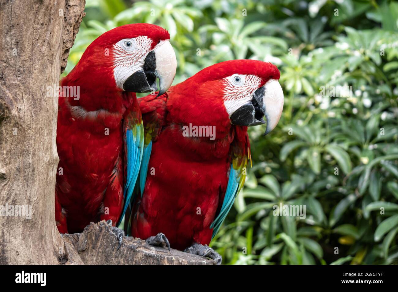 Red macaw parrot bird hi-res stock photography and images - Alamy