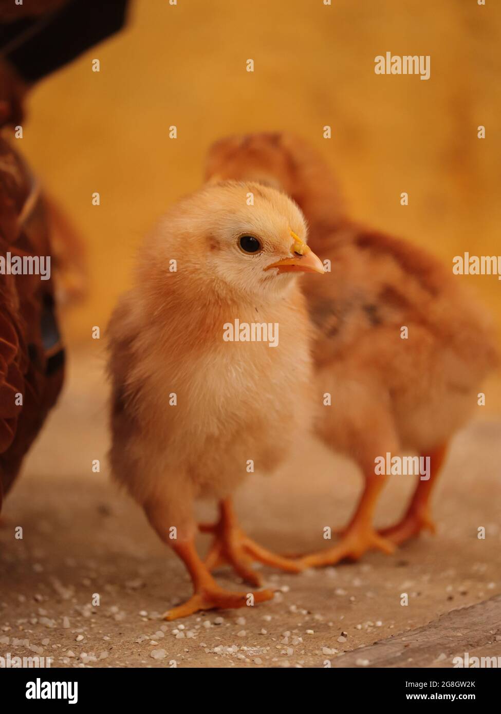 Cute view of tiny yellow baby Chickens at home Stock Photo - Alamy
