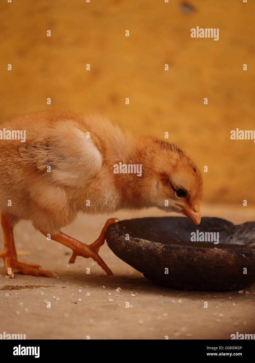 Cute view of tiny yellow baby Chickens at home Stock Photo - Alamy