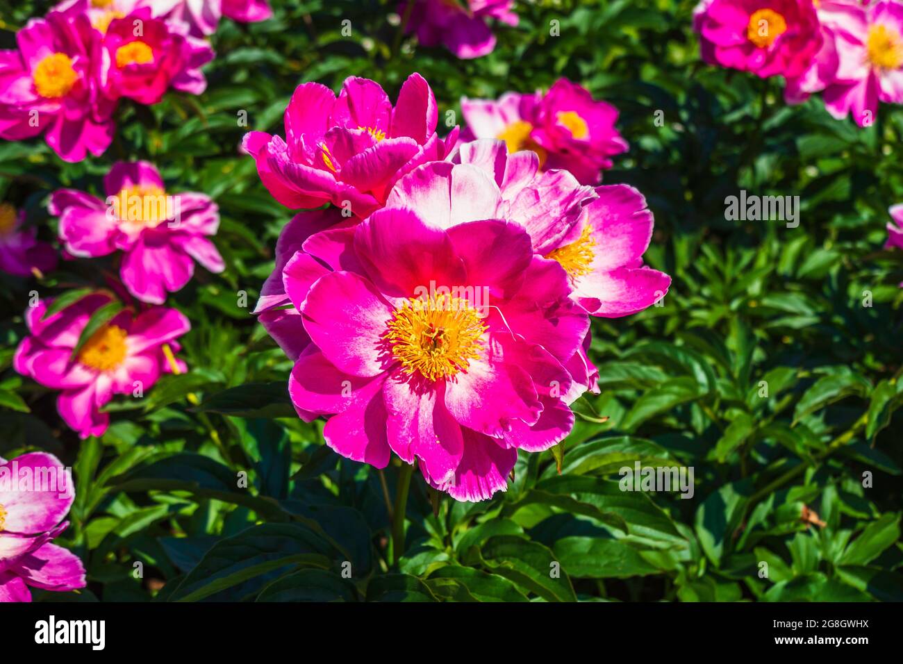 A Group of Yellow Pink Paeonia Flowers in the Grass Stock Photo - Alamy