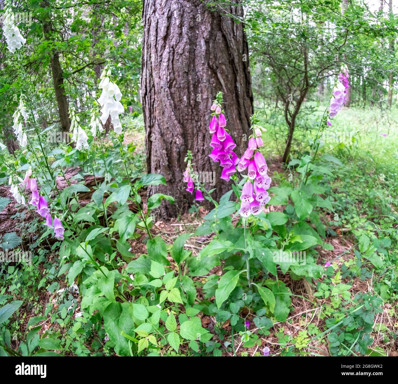 Bunch of foxgloves hi-res stock photography and images - Alamy