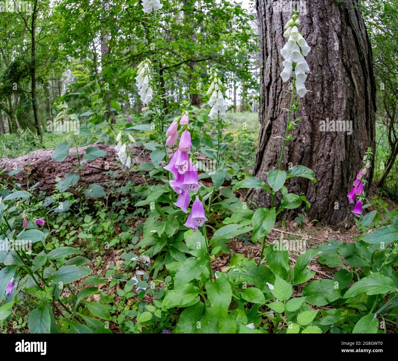A wide angle fisheye view of purple and white foxgloves growing wild in ...