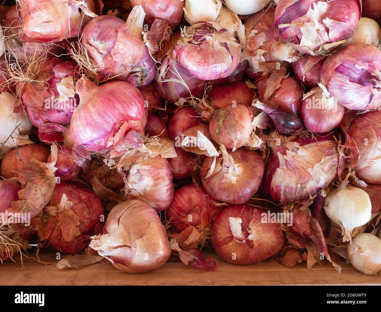 colorful group of hundreds of fresh organic onions after the harvest ...