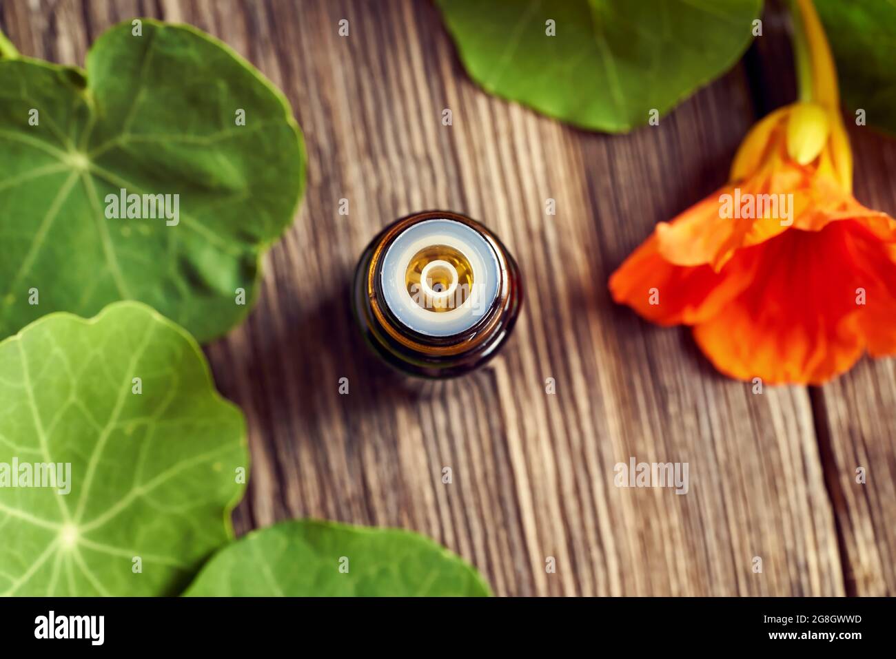 A bottle of nasturtium tincture with fresh blooming Tropaeolum majus ...