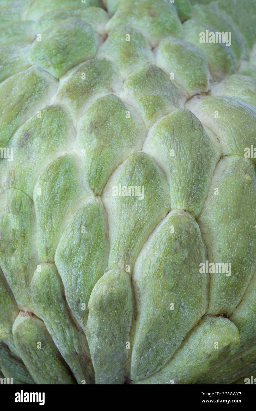 Texture of the rind of a soursop fruit Stock Photo - Alamy
