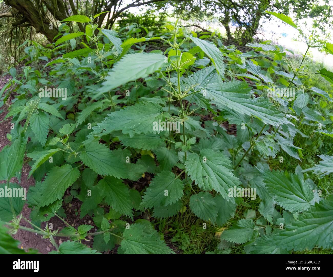 Backlit stinging nettles growing wild in the woodland Stock Photo - Alamy