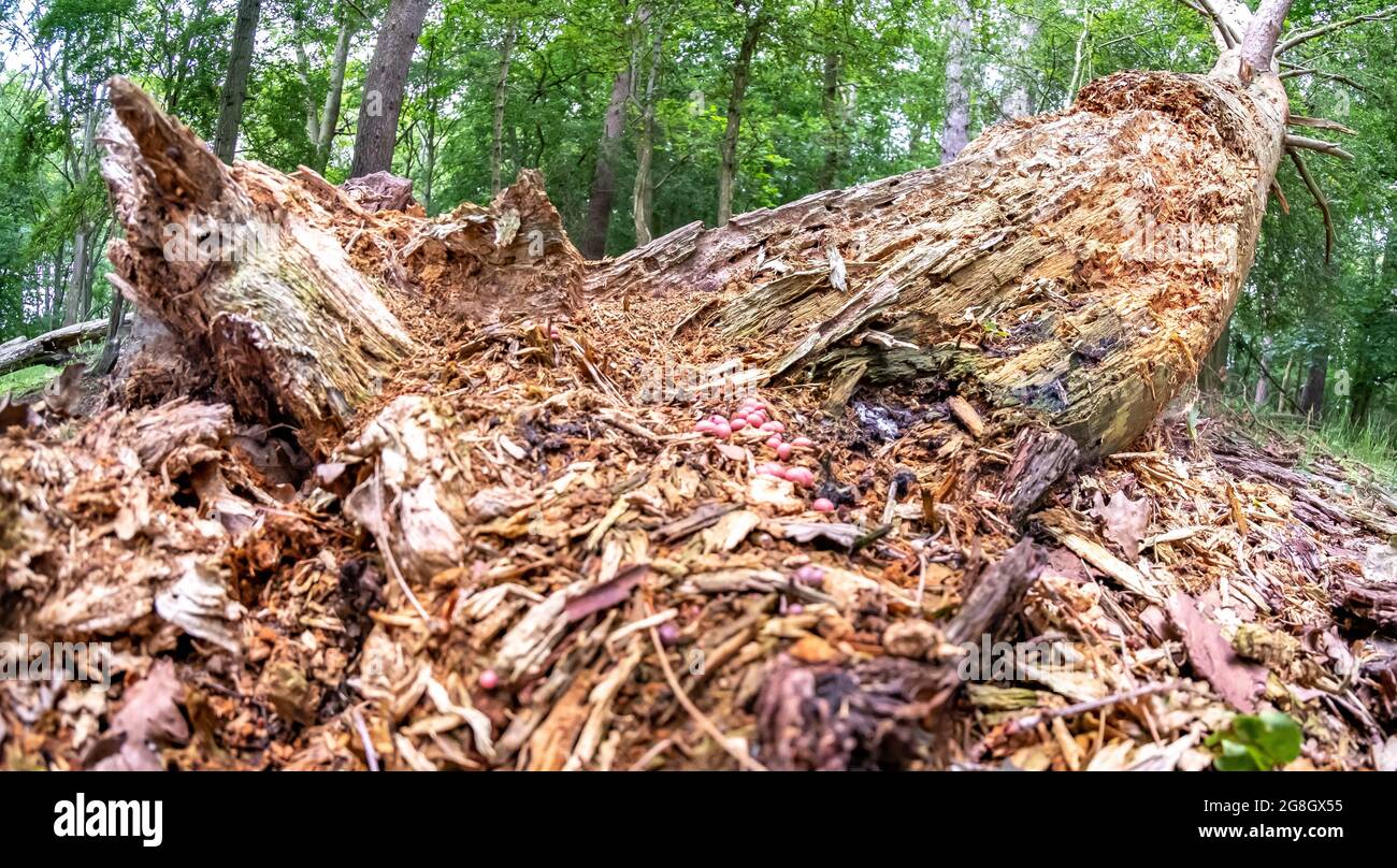 Fungi on decaying dead hi-res stock photography and images - Alamy