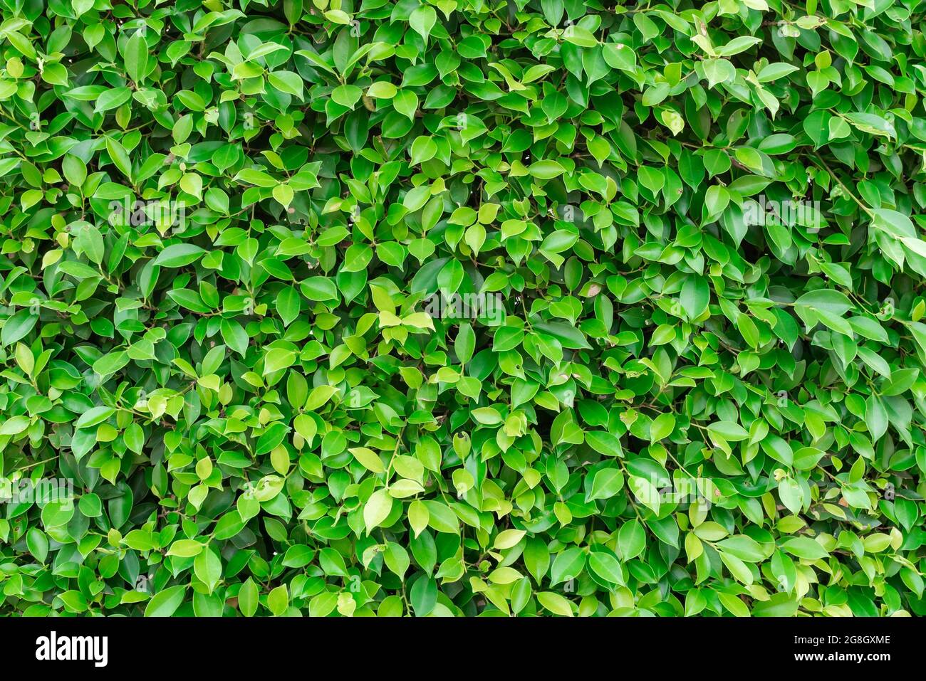 green plant tree wall background texture Stock Photo - Alamy