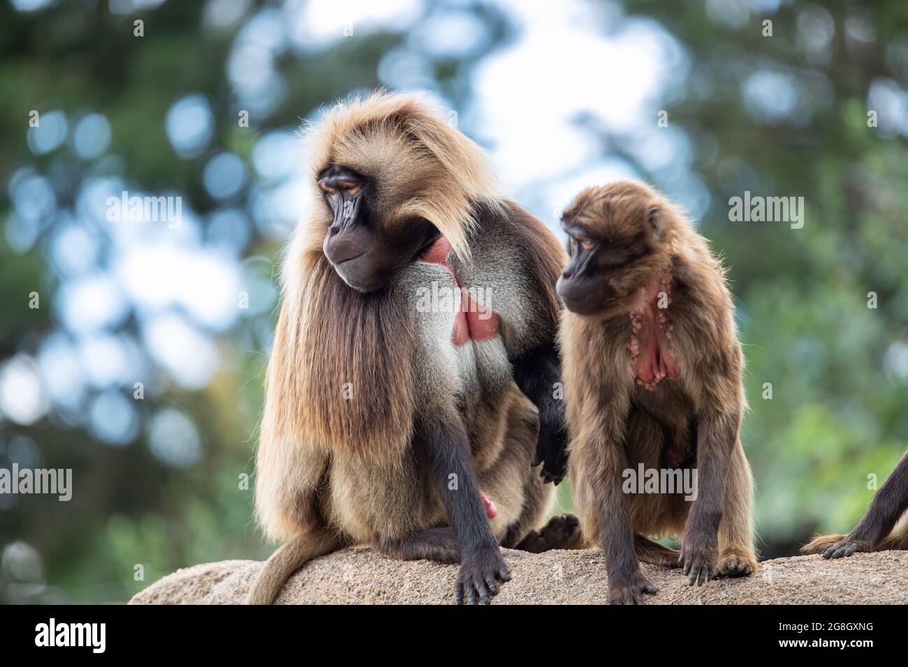 Monkeys on rocks trees hi-res stock photography and images - Alamy