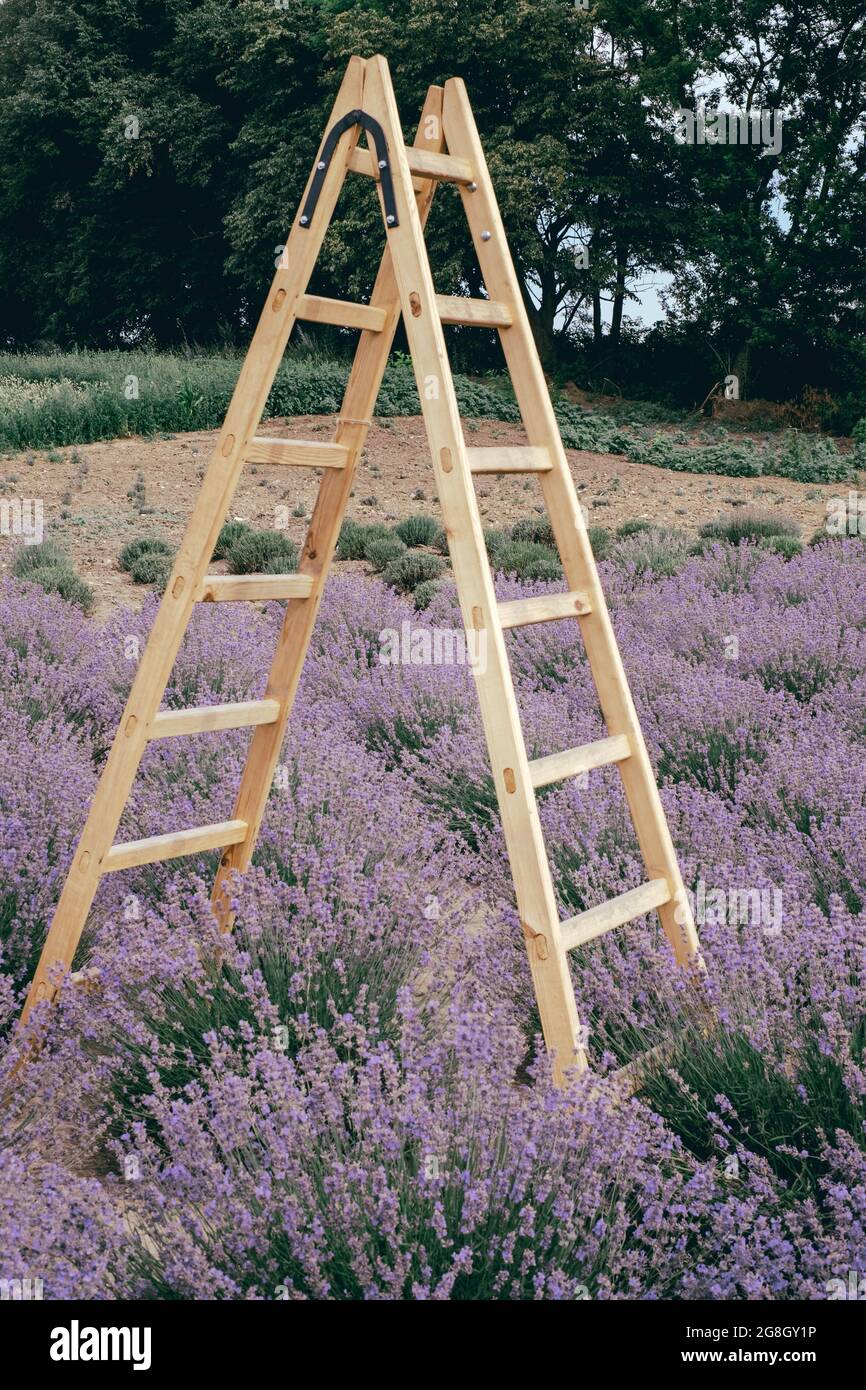 High ladder hi-res stock photography and images - Alamy