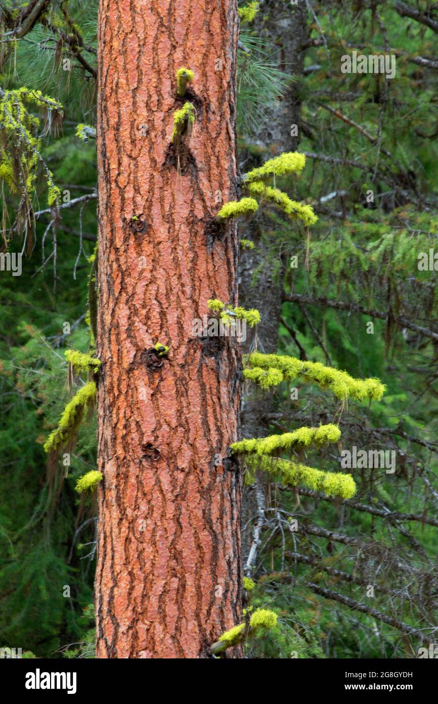 Ponderosa Pine, Ponderosa Pine Scenic Byway, Boise National Forest ...