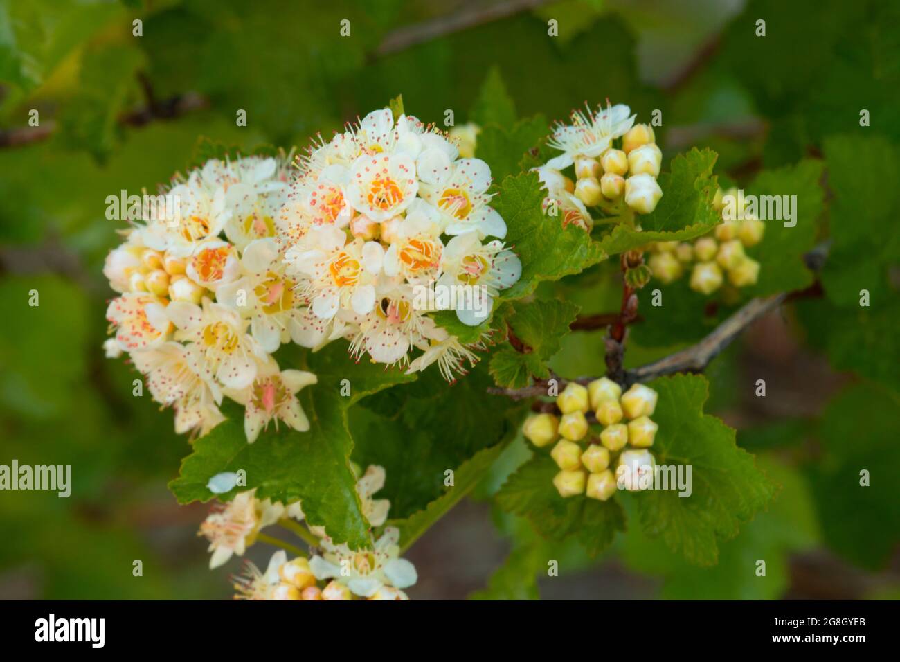 Ninebark bloom, Ponderosa Pine Scenic Byway, Boise National Forest ...