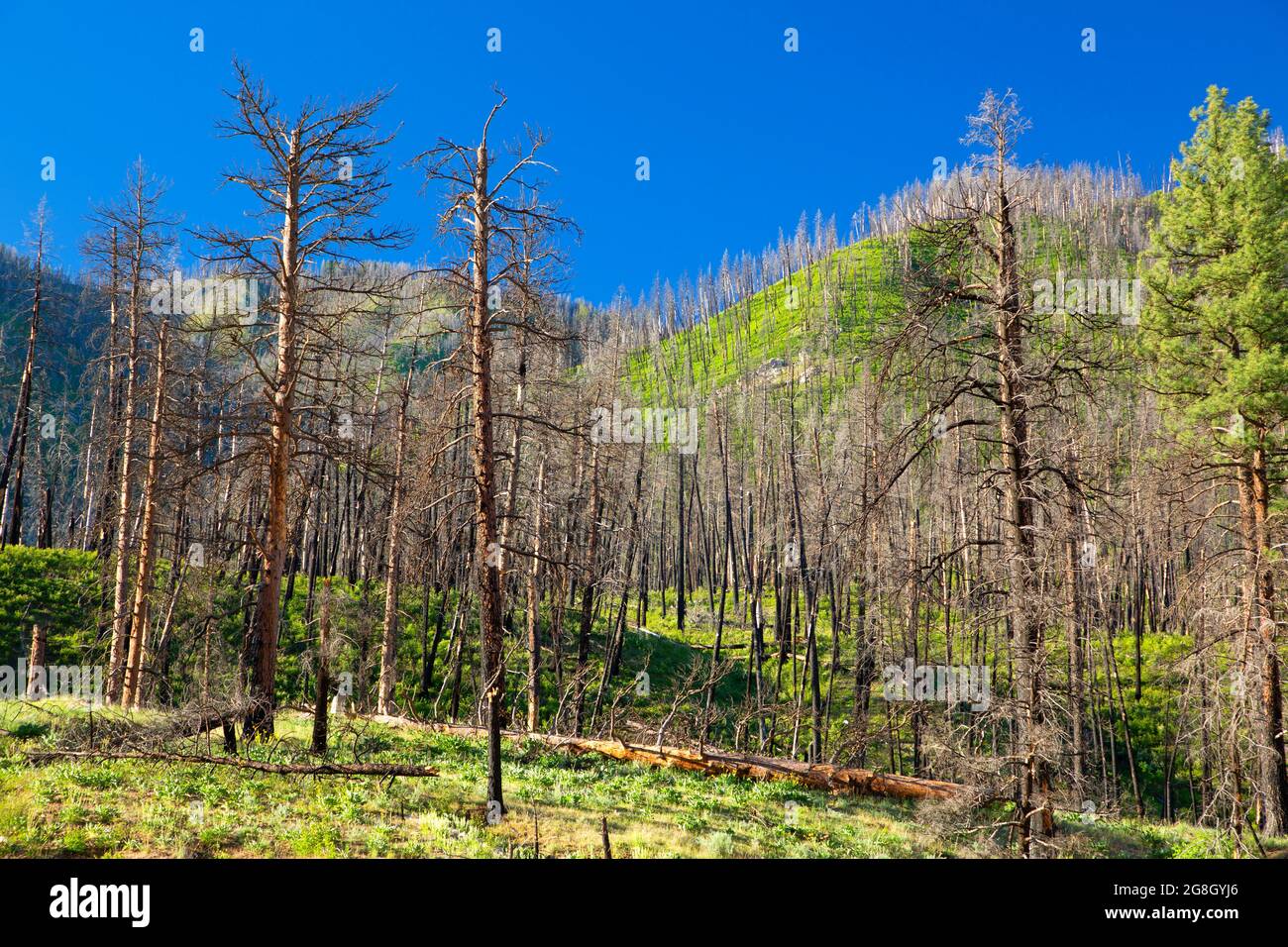 Forest burn, Wildlife Canyon Scenic Byway, Boise National Forest, Idaho ...