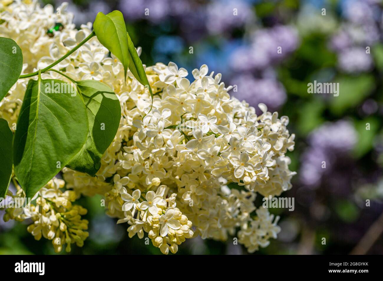 Syringa vulgaris ‘primrose’ hi-res stock photography and images - Alamy