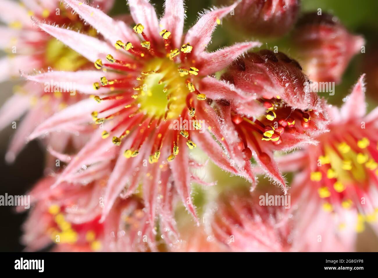 Blossom of common houseleek hi-res stock photography and images - Alamy