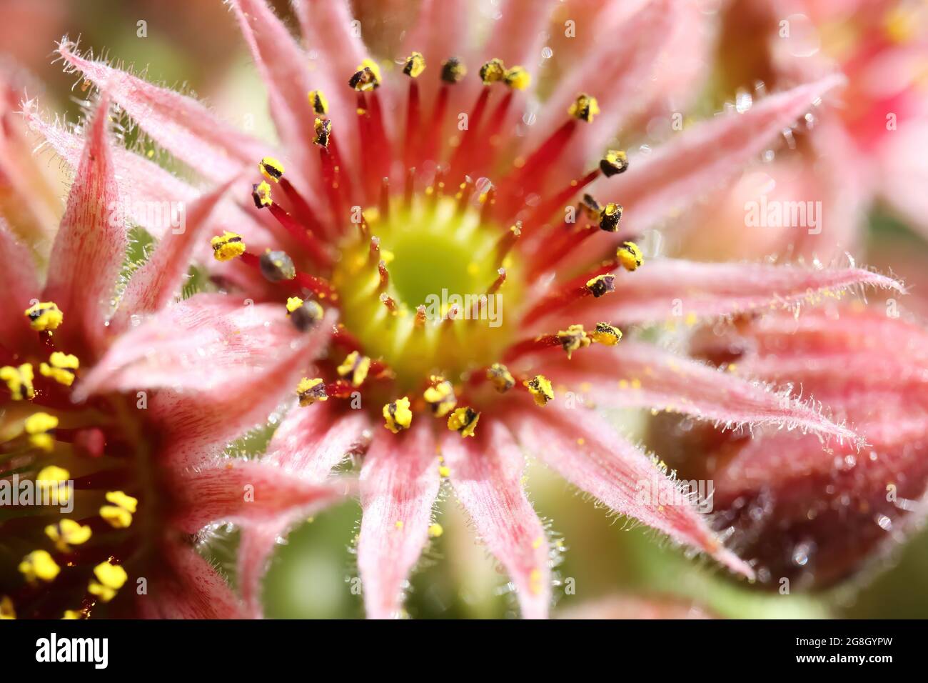 Macro closeup of isolated pink red common houseleek flowers ...