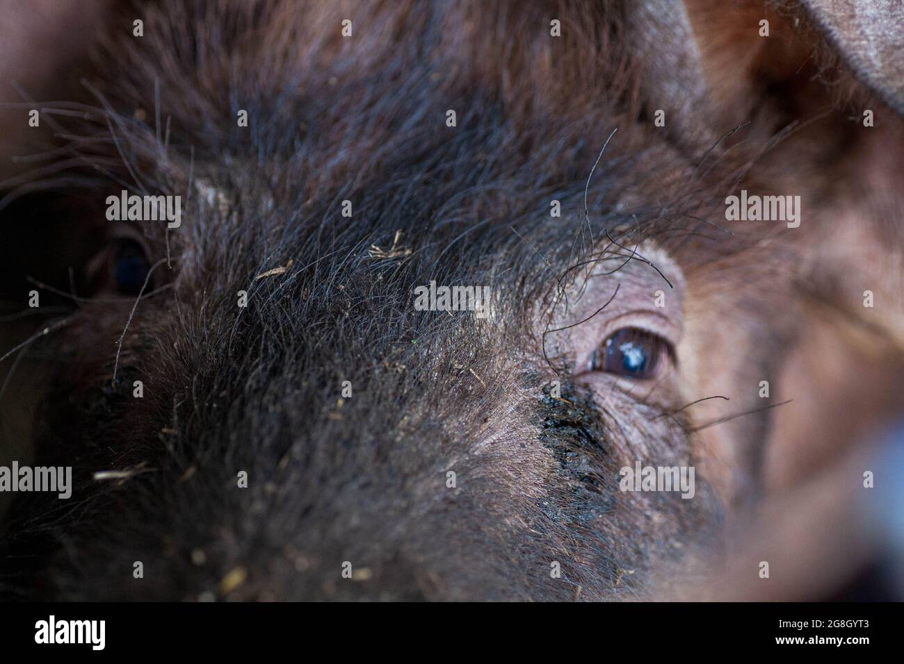 piglet with dark brown hair and curled pig tail in a cage eating grass ...
