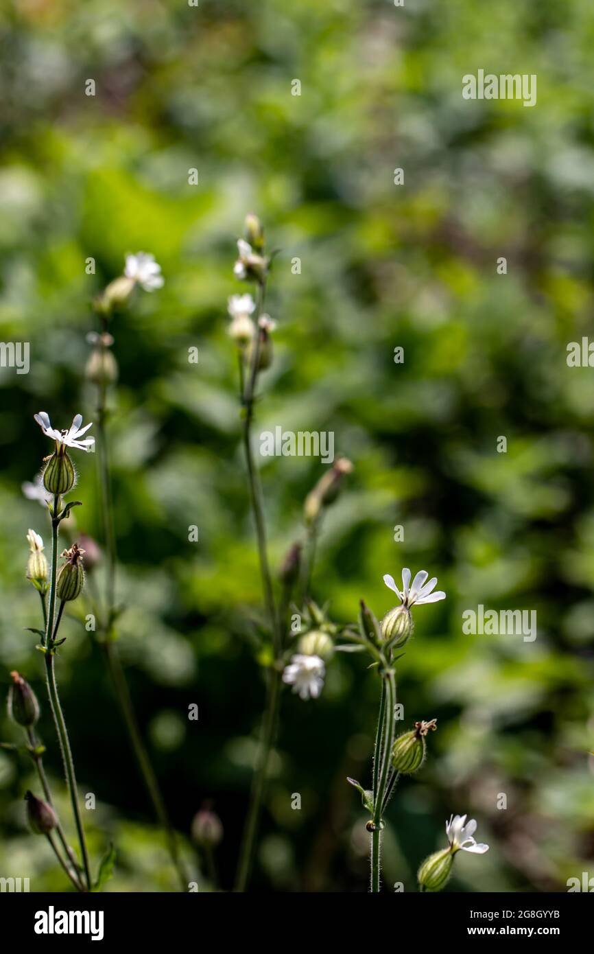 Silene Latifolia Leaf High Resolution Stock Photography and Images - Alamy