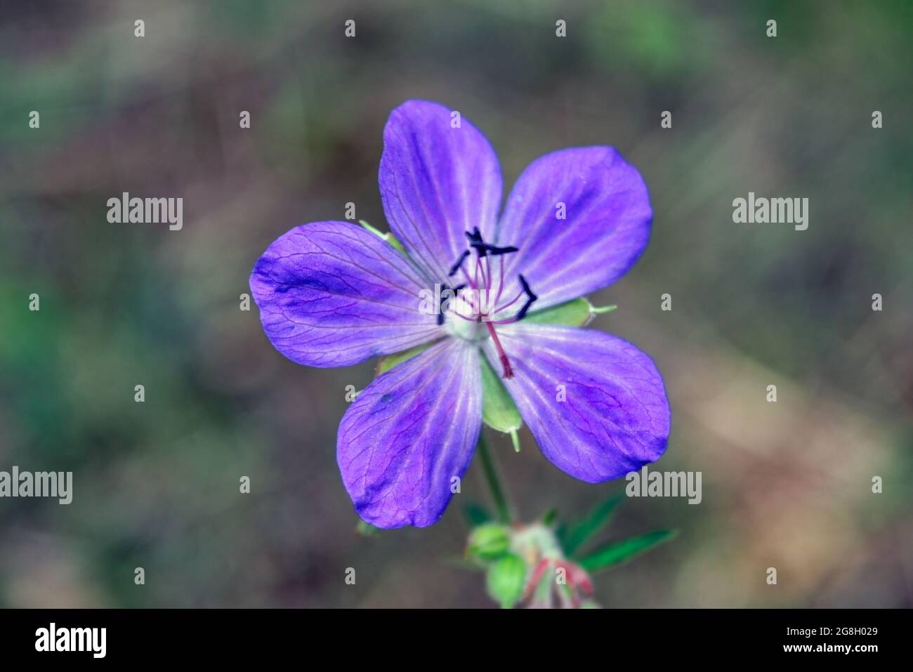 Blue Geraniums flower under the summer sunlight. Forest geranium ...