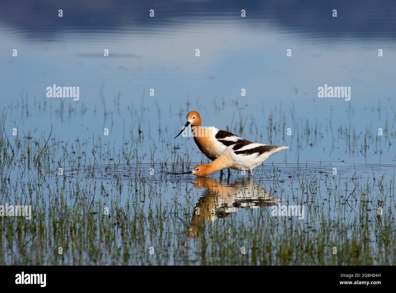American avocet (Recurvirostra americana) mating, Bear Lake National ...