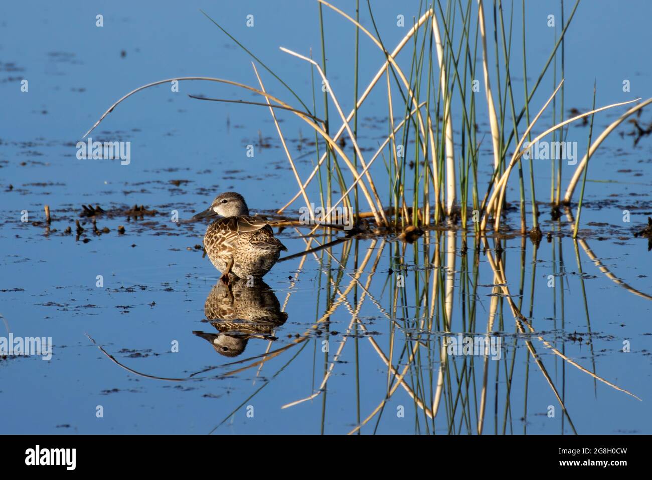 Blue-winged Teal (Spatula discors), Bear Lake National Wildlife Refuge ...