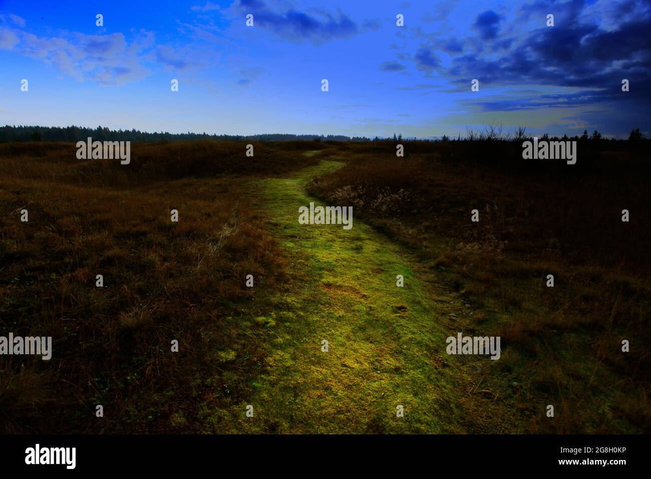 a exterior picture of an Pacific Northwest forest and Mima mounds Stock ...