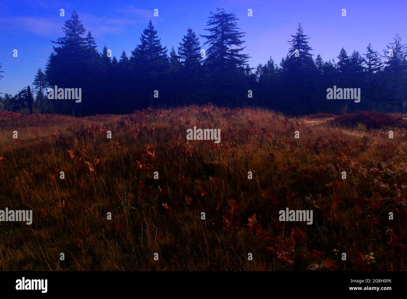 a exterior picture of an Pacific Northwest forest and Mima mounds Stock ...