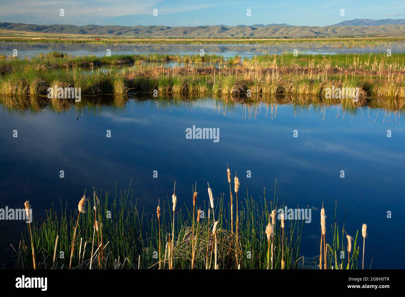 Marsh, Bear Lake National Wildlife Refuge, Idaho Stock Photo - Alamy