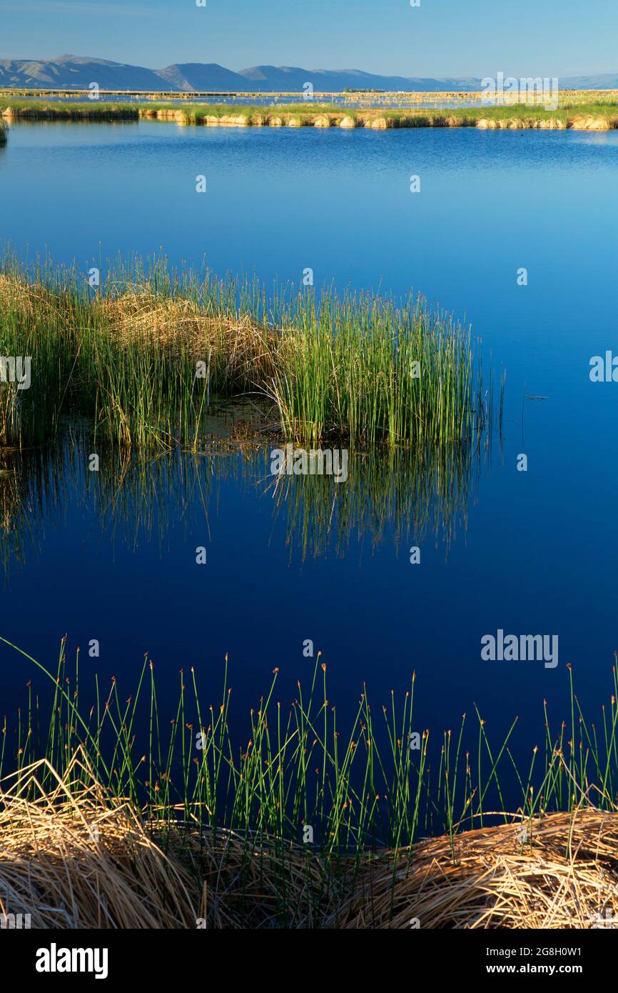 Marsh, Bear Lake National Wildlife Refuge, Idaho Stock Photo - Alamy