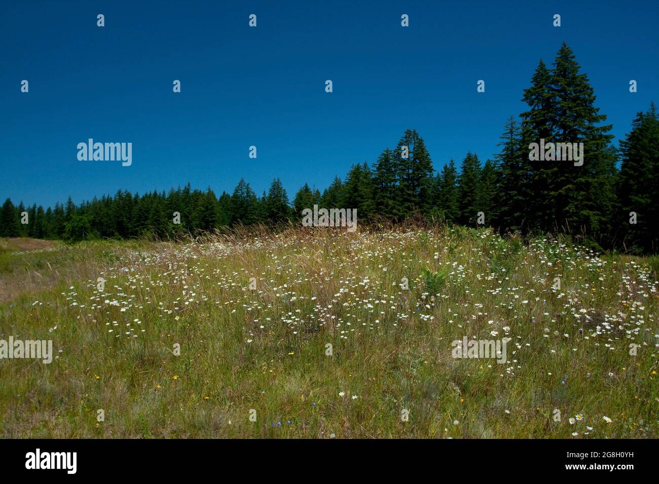 a exterior picture of an Pacific Northwest forest and Mima mounds Stock ...