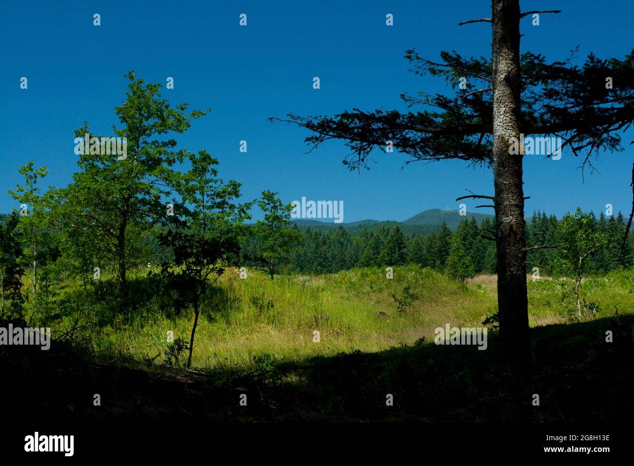 a exterior picture of an Pacific Northwest forest with Mima mounds ...