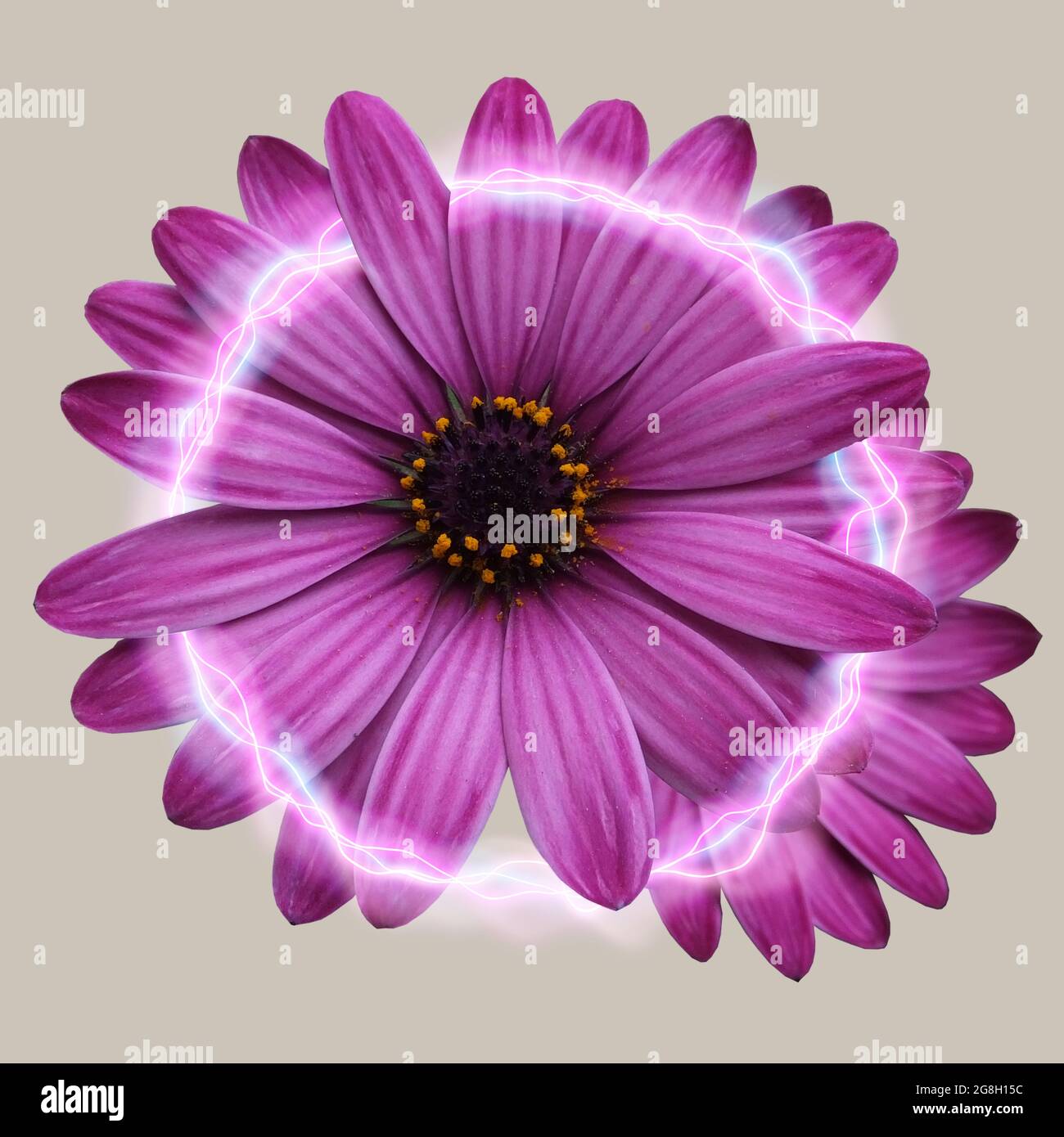 Creative layout made with pink calendula flower and neon light round ...
