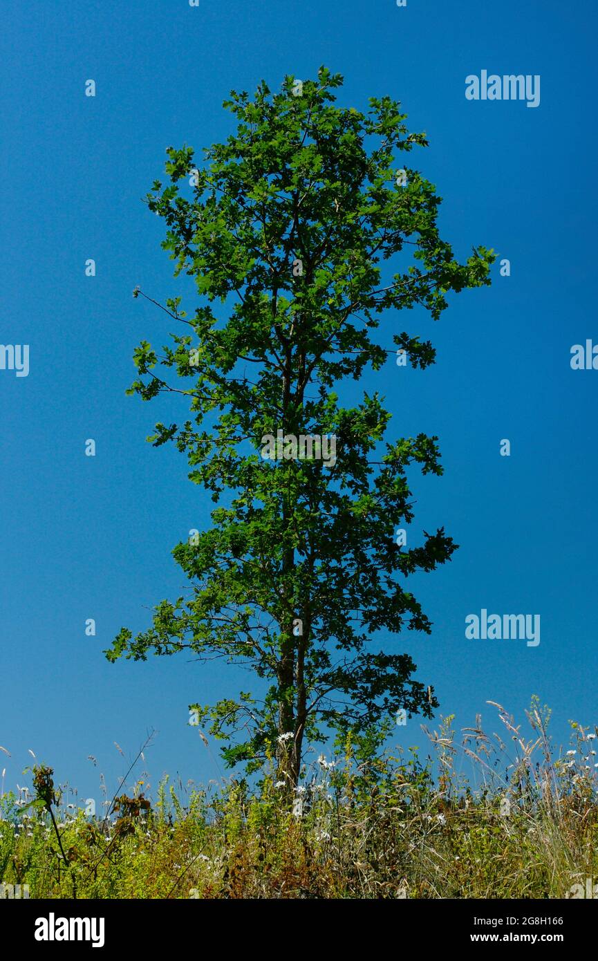 a exterior picture of an Pacific Northwest forest with Oregon oak tree ...