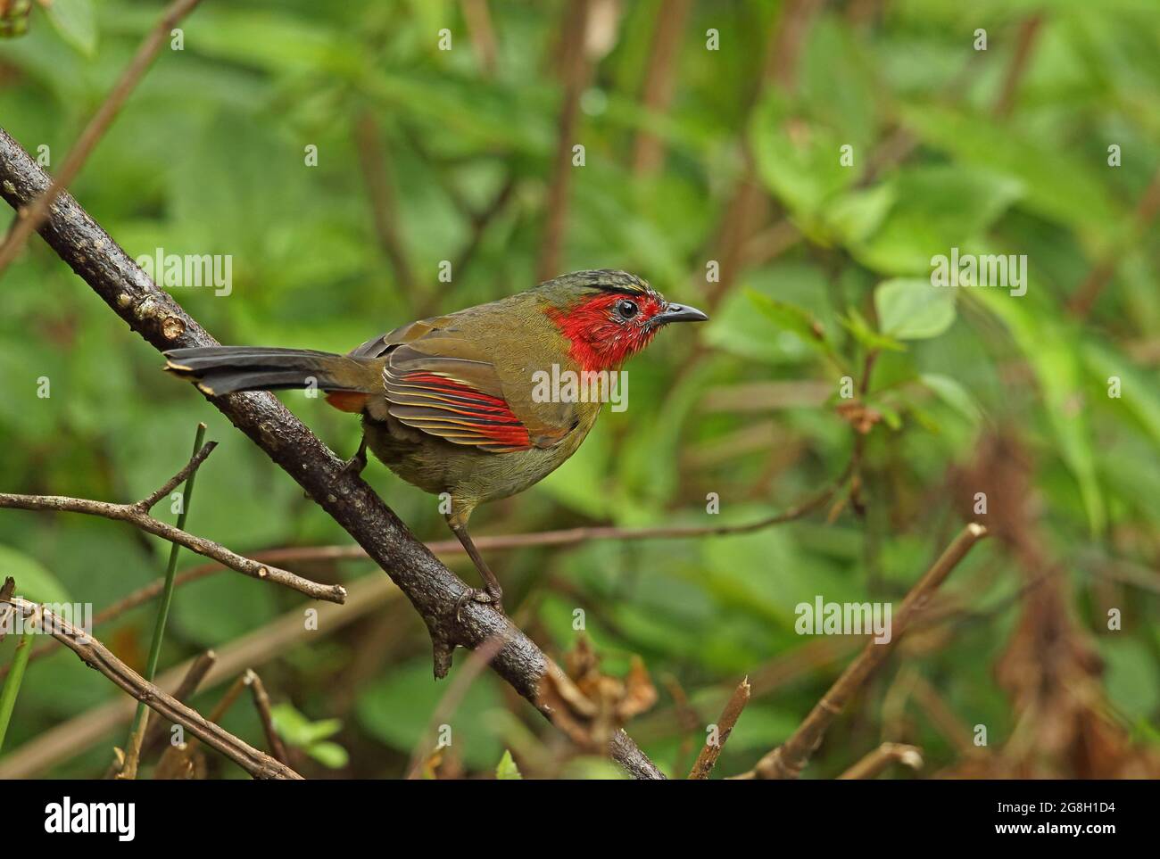 Scarlet-faced Liocichla (Liocichla ripponi ripponi) adult perched on ...