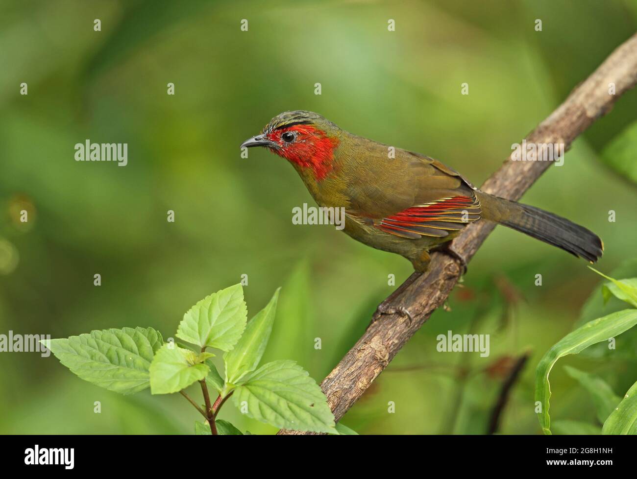Scarlet-faced Liocichla (Liocichla ripponi ripponi) adult perched on ...