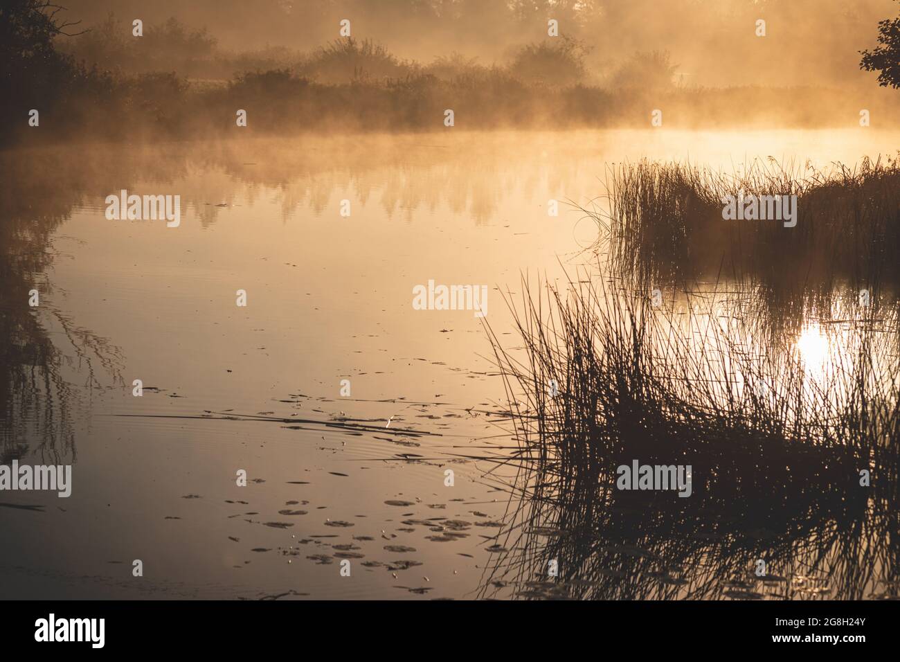 Morning on the river early morning reeds mist fog and water surface on ...