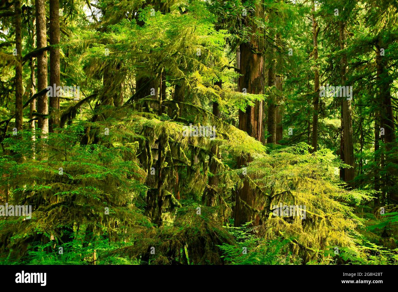 a exterior picture of an Pacific Northwest forest with conifer trees ...