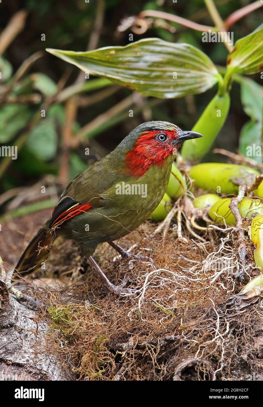 Scarlet-faced Liocichla (Liocichla ripponi ripponi) adult perched on ...