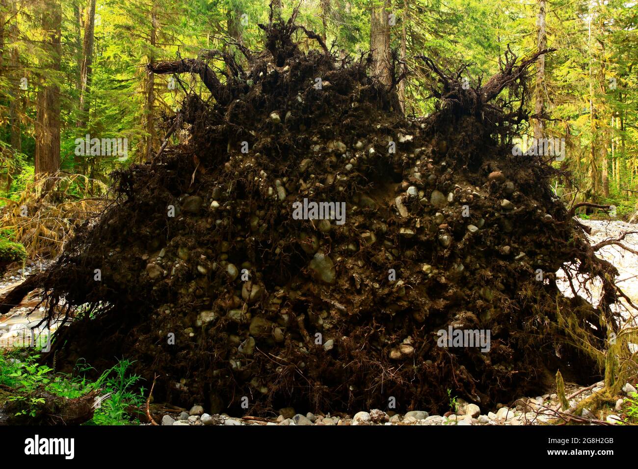 a exterior picture of an Pacific Northwest forest with a fallen conifer ...