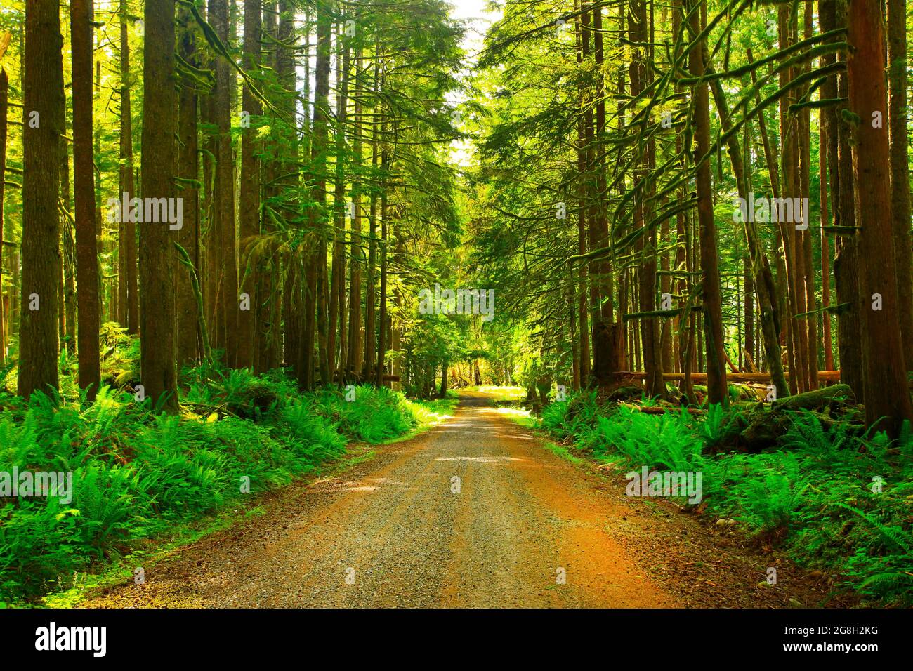 a exterior picture of an Pacific Northwest forest hiking trail Stock ...