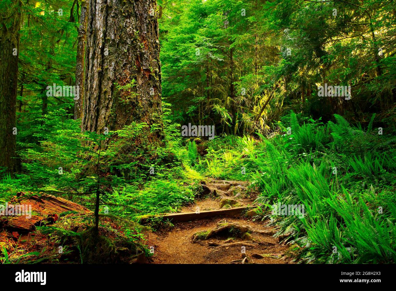 a exterior picture of an Pacific Northwest forest hiking trail Stock ...